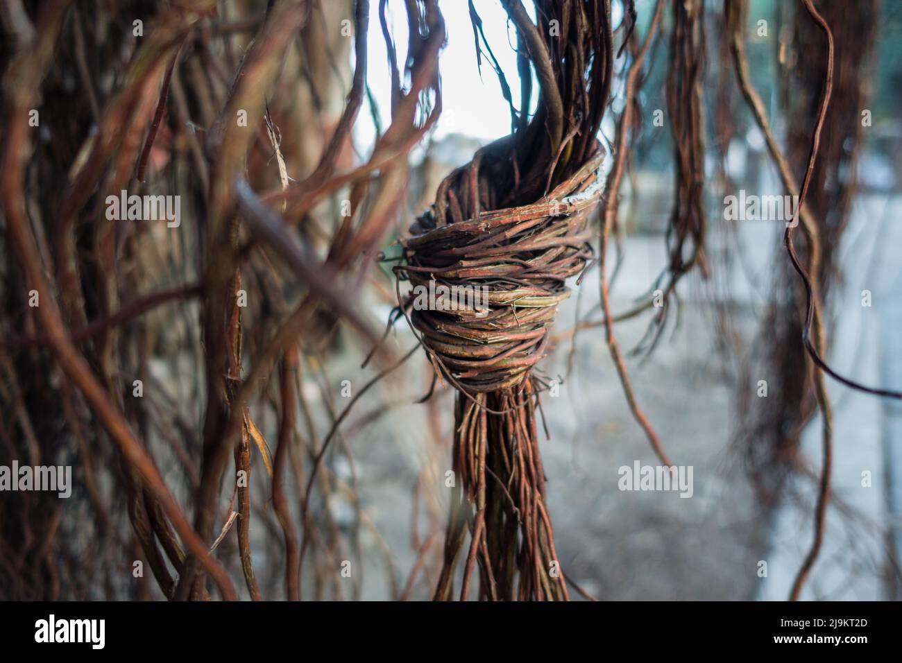 An isolated shot of hanging prop roots of Banyan tree, Ficus ...