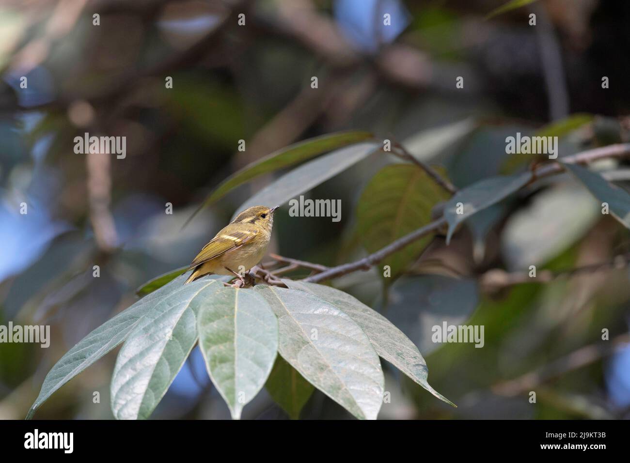 Lemon-rumped warbler or pale-rumped warbler, Phylloscopus chloronotus ...