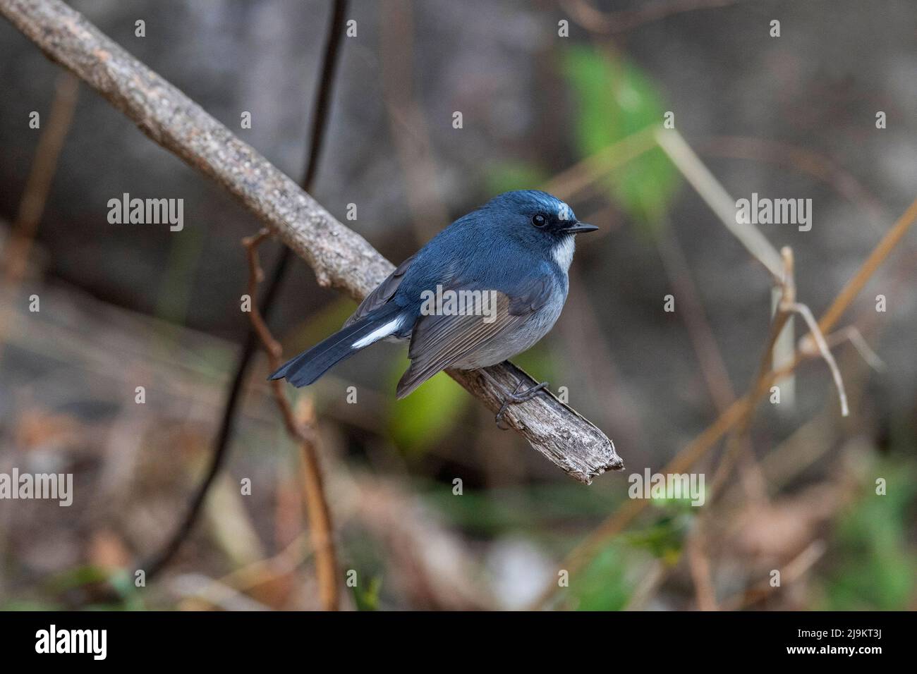 Slaty-blue flycatcher, Male, Ficedula tricolor, Sattal, Uttarakhand ...