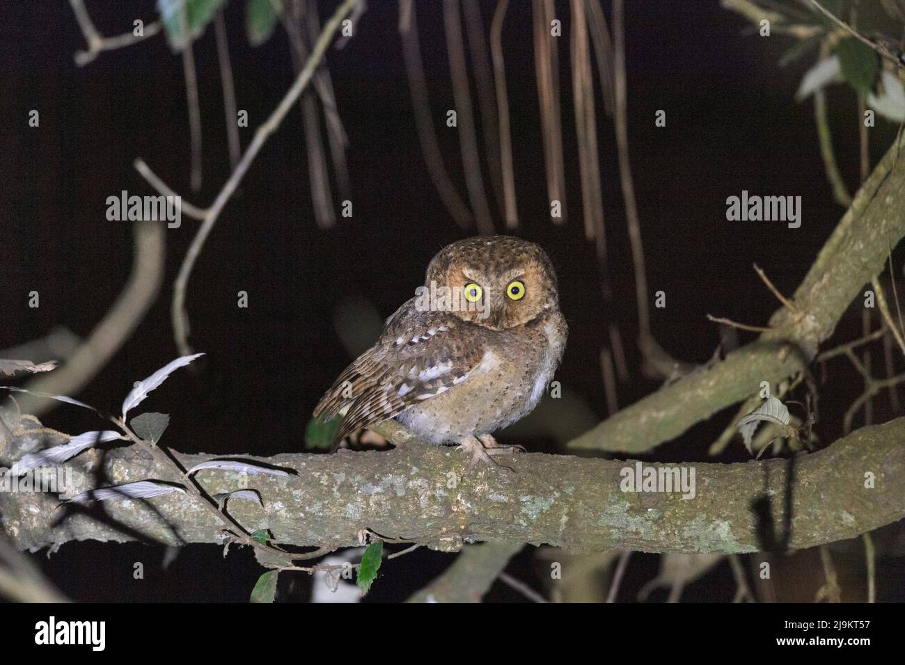 Indonesia scops owl hi-res stock photography and images - Alamy