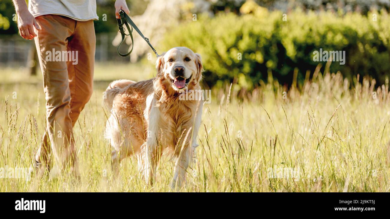 Male dog breed golden retriever hi-res stock photography and images - Alamy