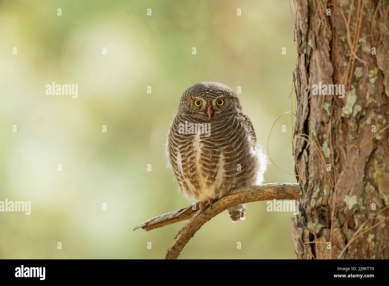 Glaucidium cuculoides flying hi-res stock photography and images - Alamy