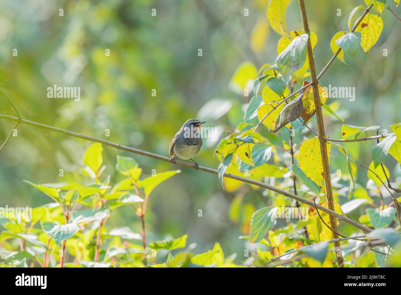 Ruby guest hi-res stock photography and images - Alamy