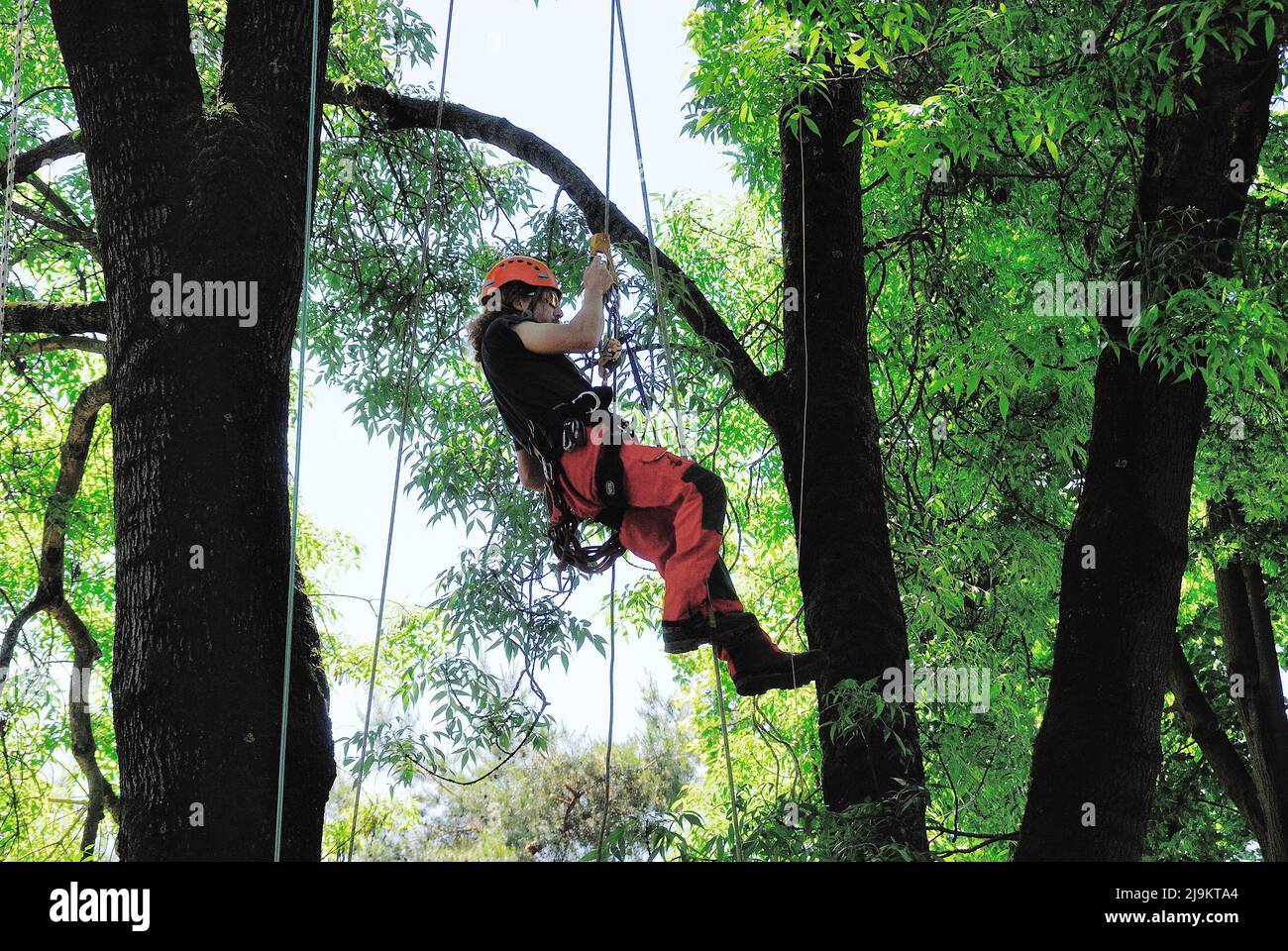Padua, Italy. Tree pruning with the tree climbing technique Stock Photo ...