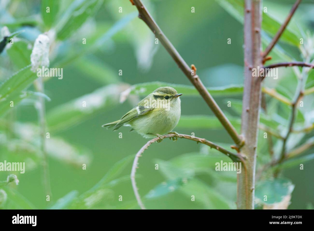 Lemon-rumped warbler, Phylloscopus chloronotus, Sattal, Uttarakhand ...
