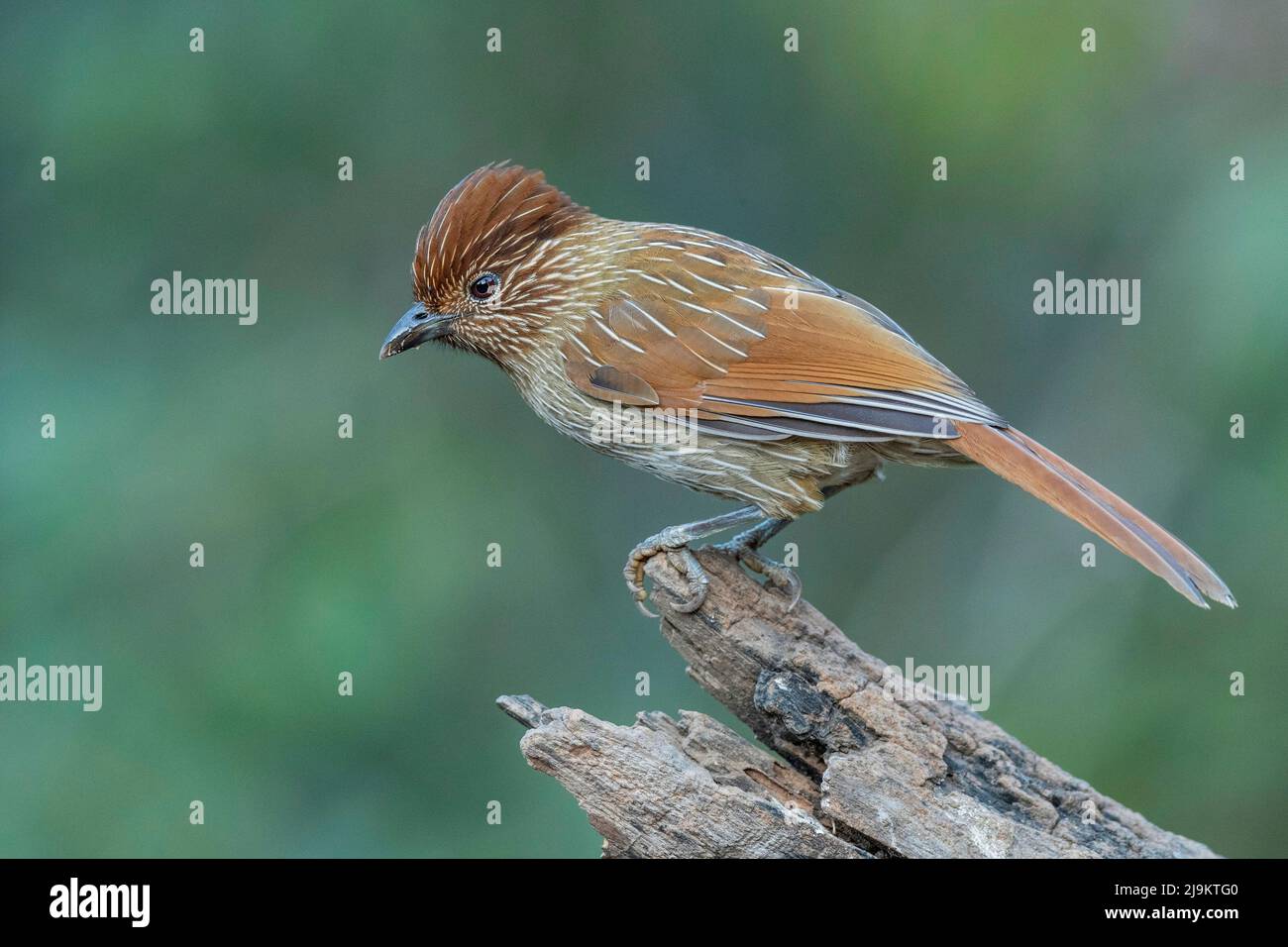 Striated laughingthrush grammatoptila striatus hi-res stock photography ...