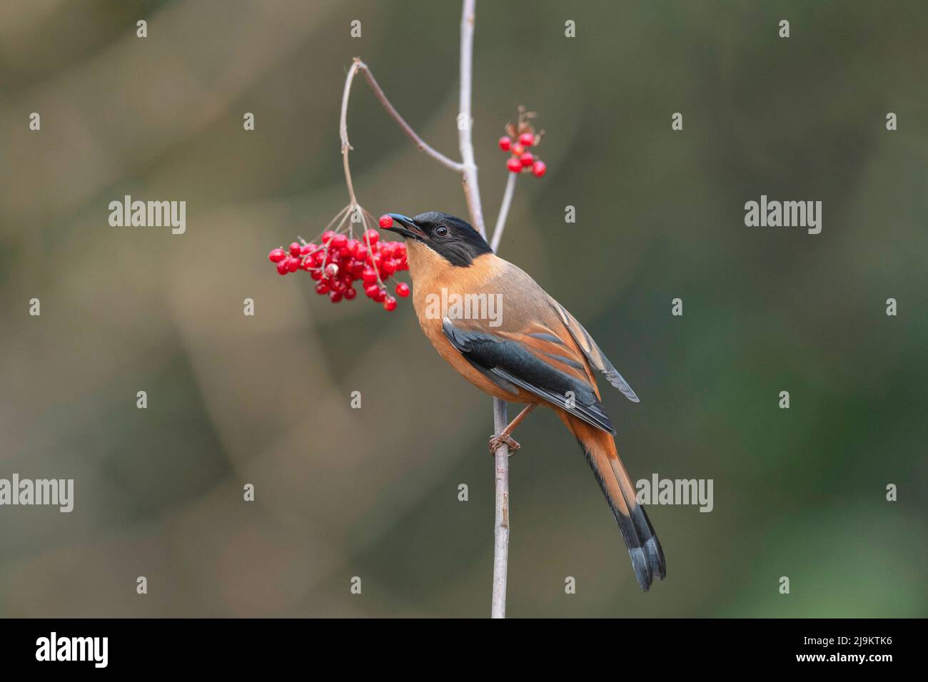 Rufous sibia, Heterophasia capistrata, Sattal, Uttarakhand, India Stock ...