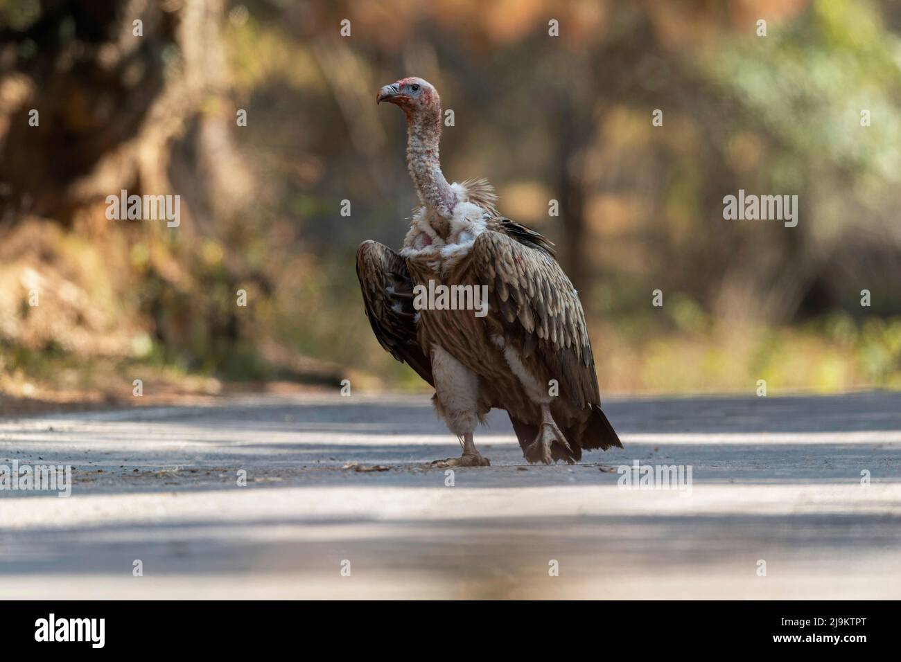 Himalayan vulture, Gyps himalayensis, Chopta, Uttarakhand, India. Near ...