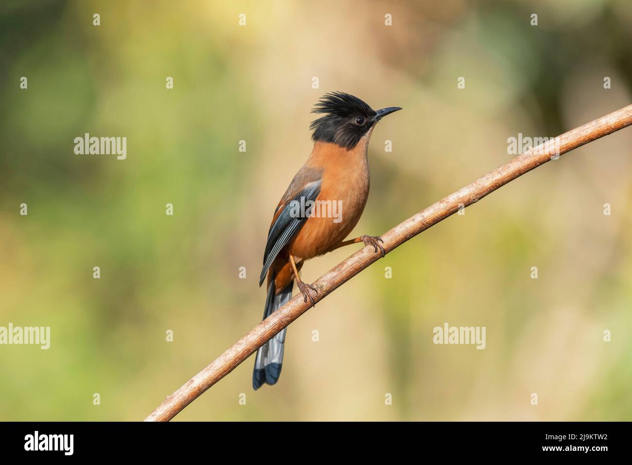 Capistrata hi-res stock photography and images - Alamy