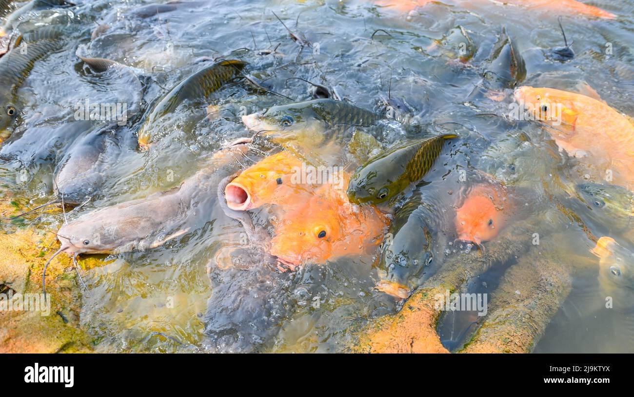 Carp fish tilapia and catfish eating from feeding food on water surface ...