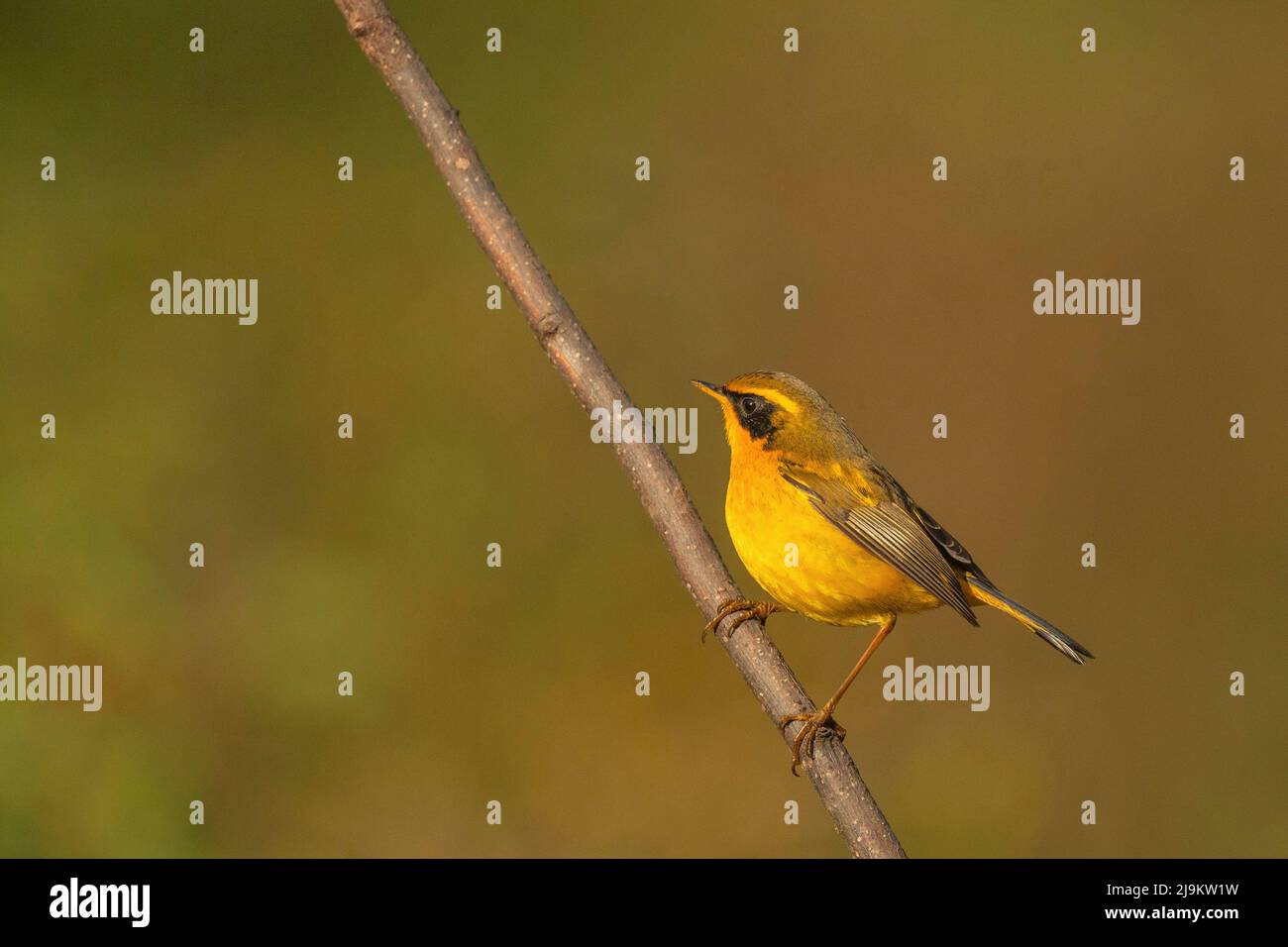 Chopta, Uttarakhand, India, Golden bush robin, Tarsiger chrysaeus Male ...