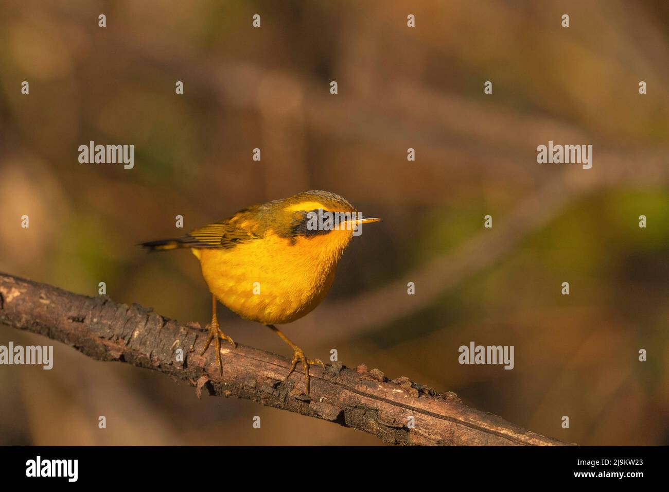 Chopta, Uttarakhand, India, Golden bush robin, Tarsiger chrysaeus Male ...