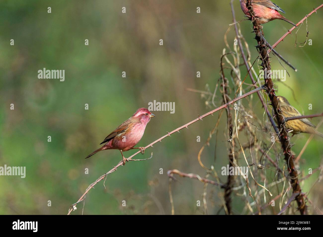 Chopta, Uttarakhand, India, Pink-browed rosefinch, Carpodacus rodochroa ...