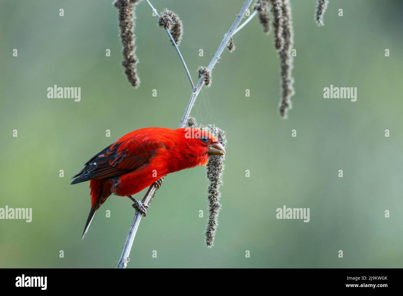 Chopta, Uttarakhand, India, Scarlet finch, Carpodacus sipahi, Male ...