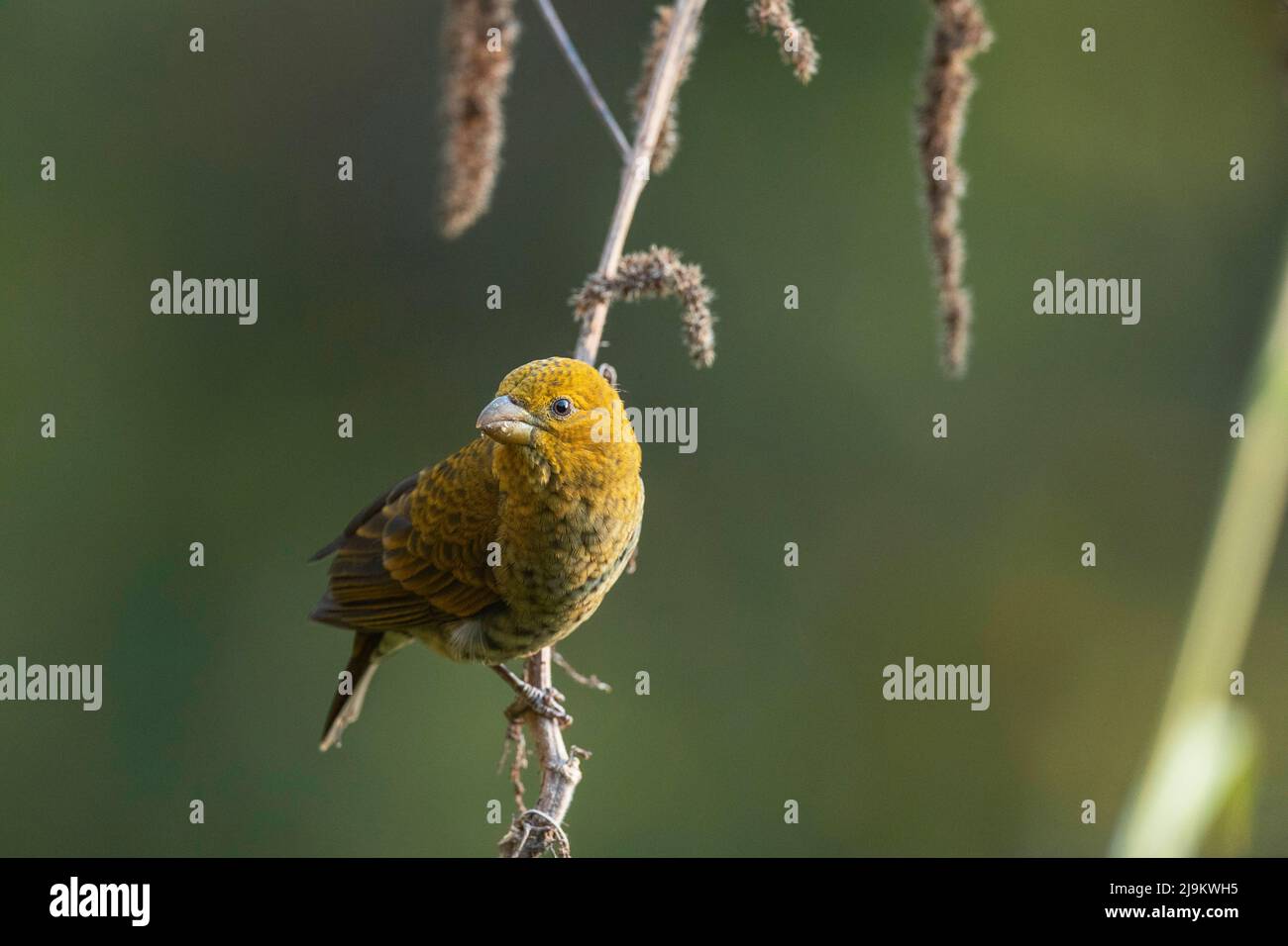 Chopta, Uttarakhand, India, Scarlet finch, Carpodacus sipahi, Male ...