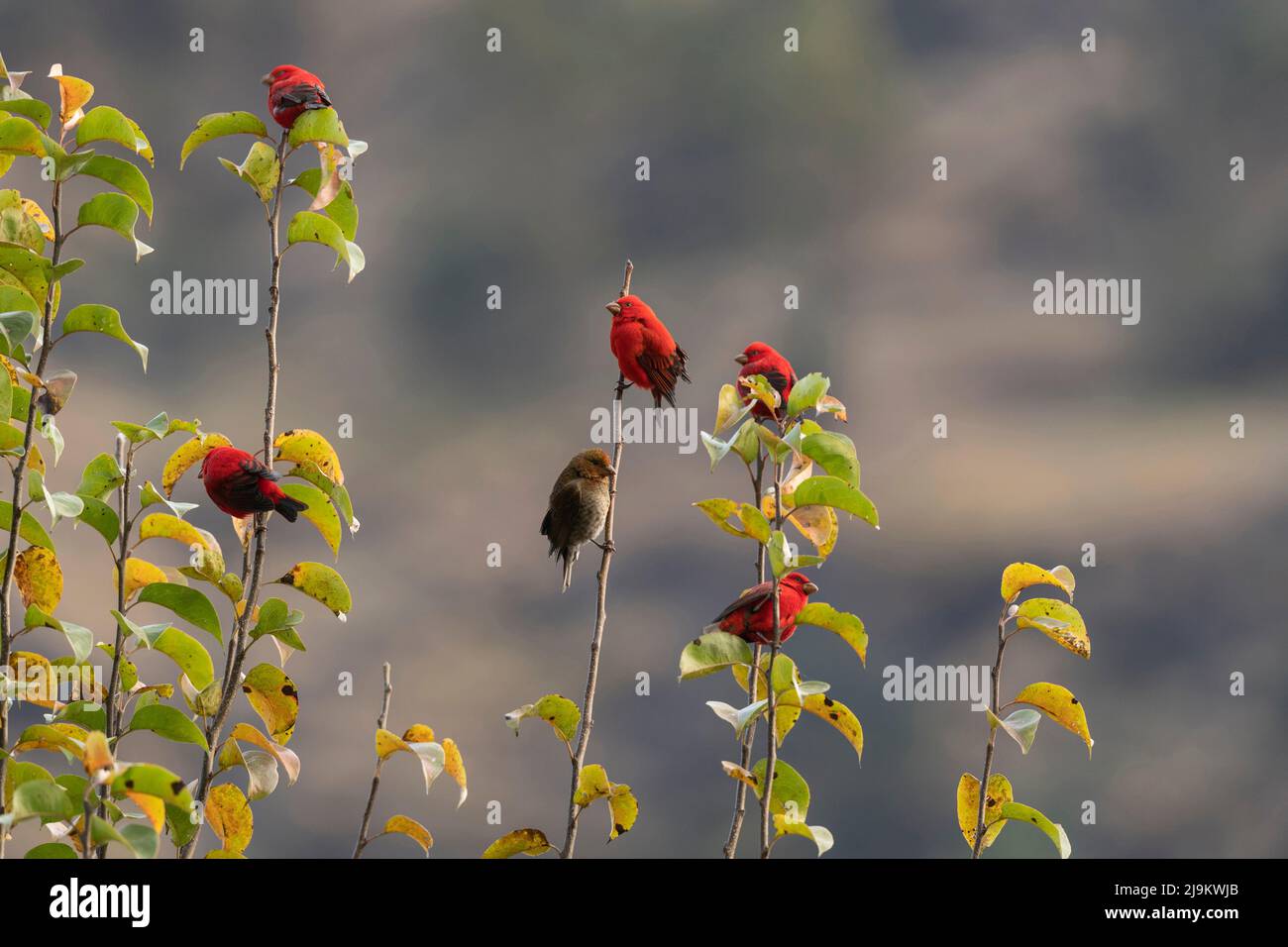 Chopta, Uttarakhand, India, Scarlet finch, Carpodacus sipahi Stock ...