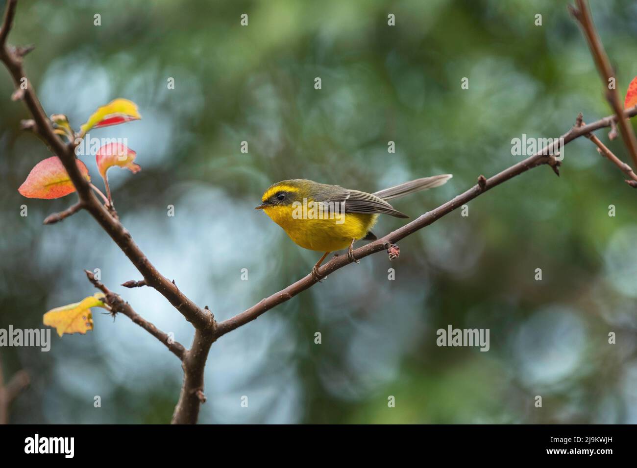 Yellow bellied fantail hi-res stock photography and images - Alamy