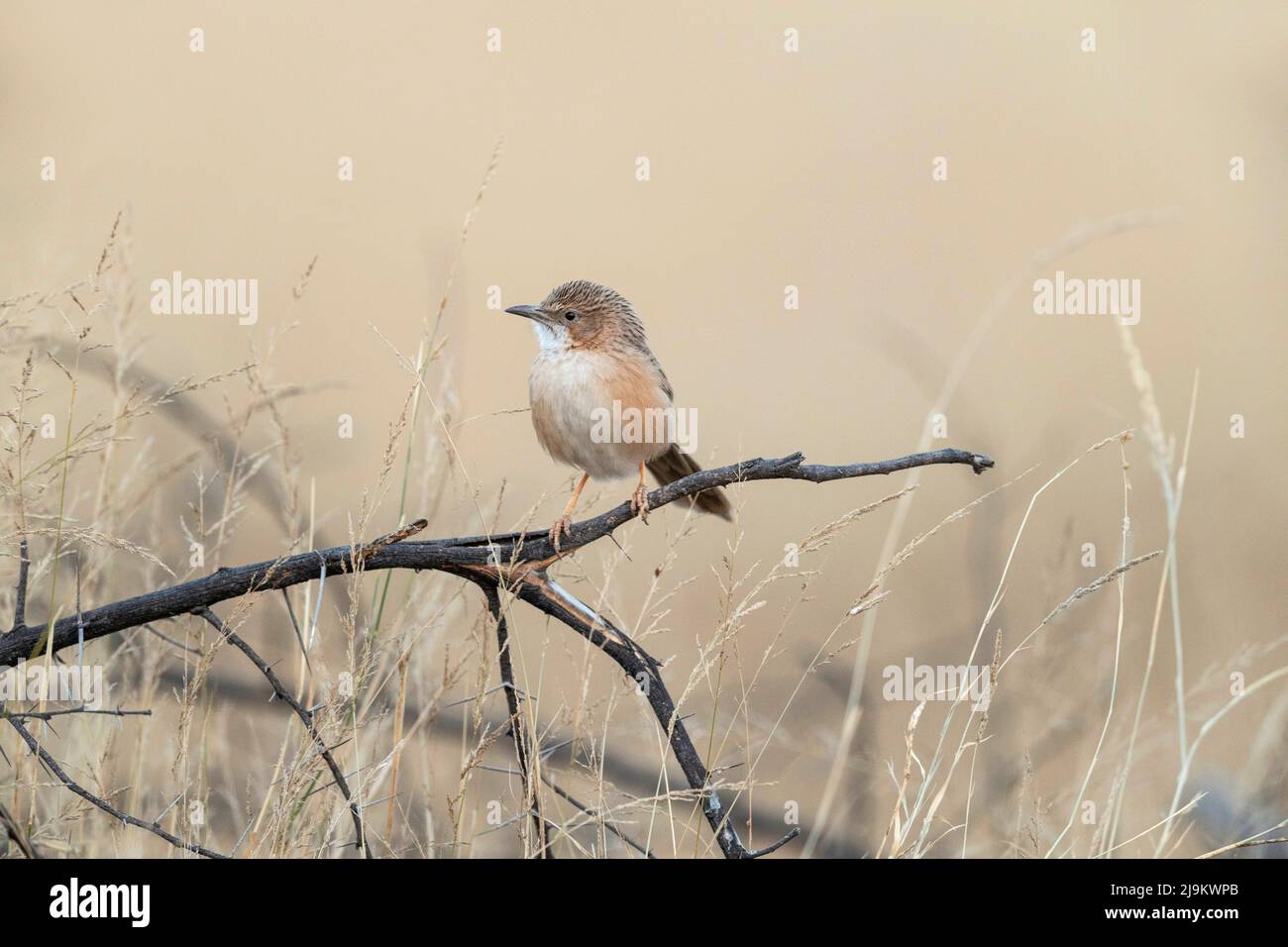 Tal Chhapar Sanctuary, Rajasthan, India, Common babbler, Argya caudata ...