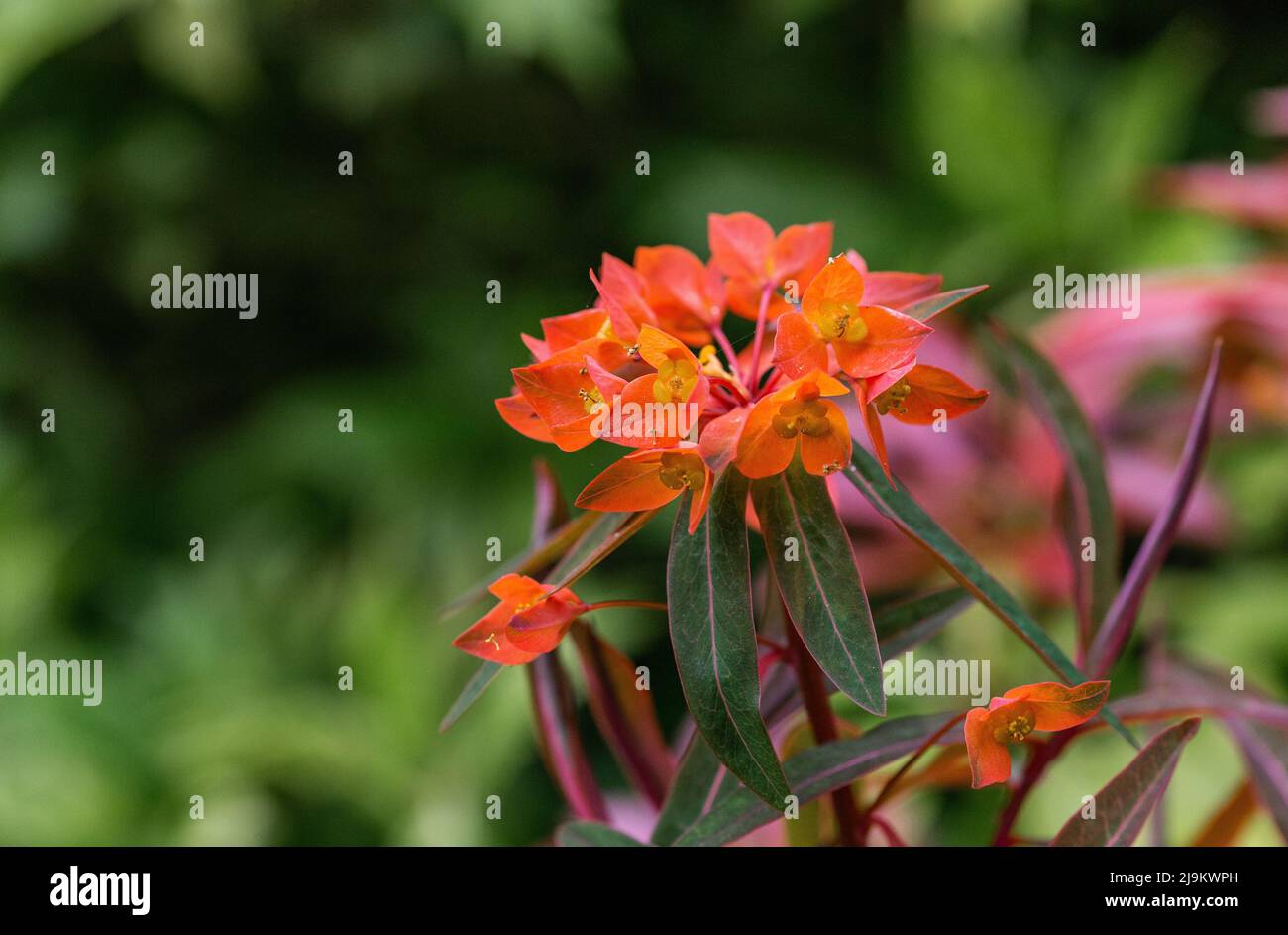 Euphorbia griffithii 'Fireglow'. Fireglow Spurge flower Stock Photo - Alamy