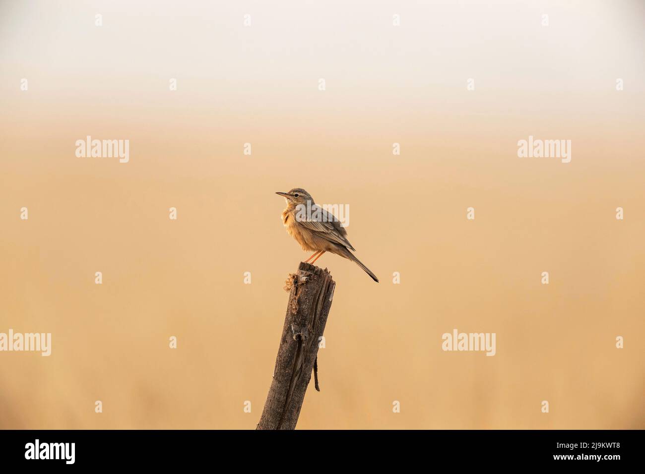 Tal Chhapar Sanctuary, Rajasthan, India, Long-billed pipit, Anthus ...