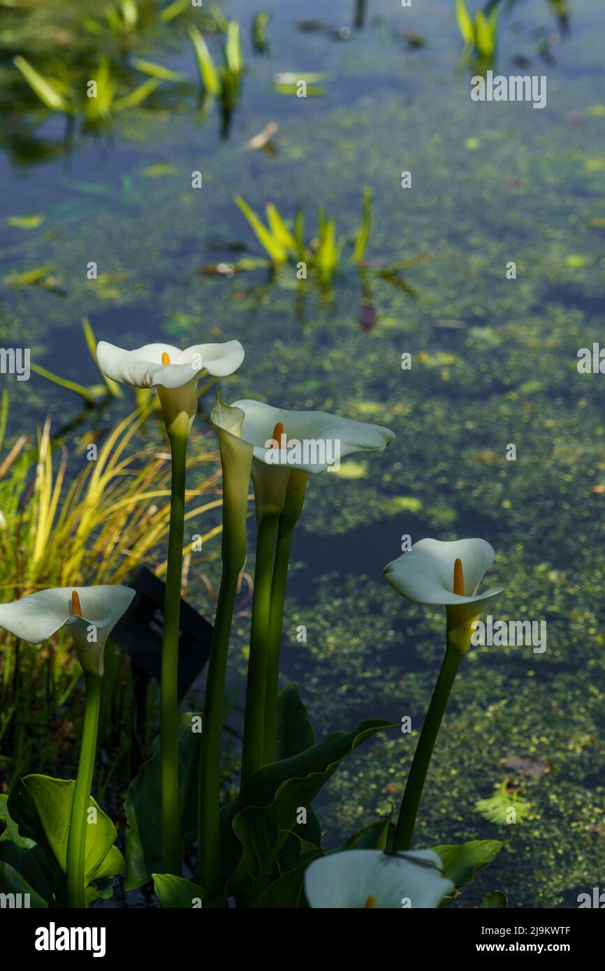 Pure white, trumpet-shaped Arum lilies Growing on the edge of a shaded ...