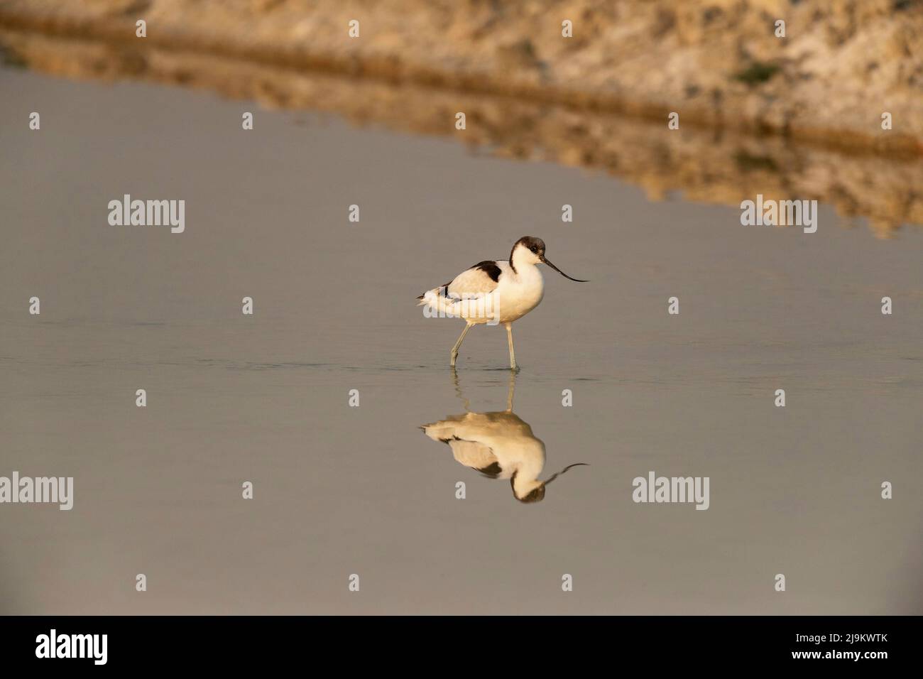 Avocet legs hi-res stock photography and images - Alamy