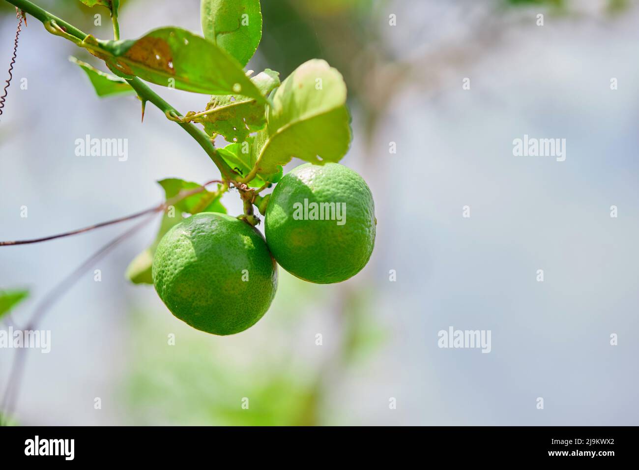 Fresh lime hanging in the plantation Stock Photo - Alamy
