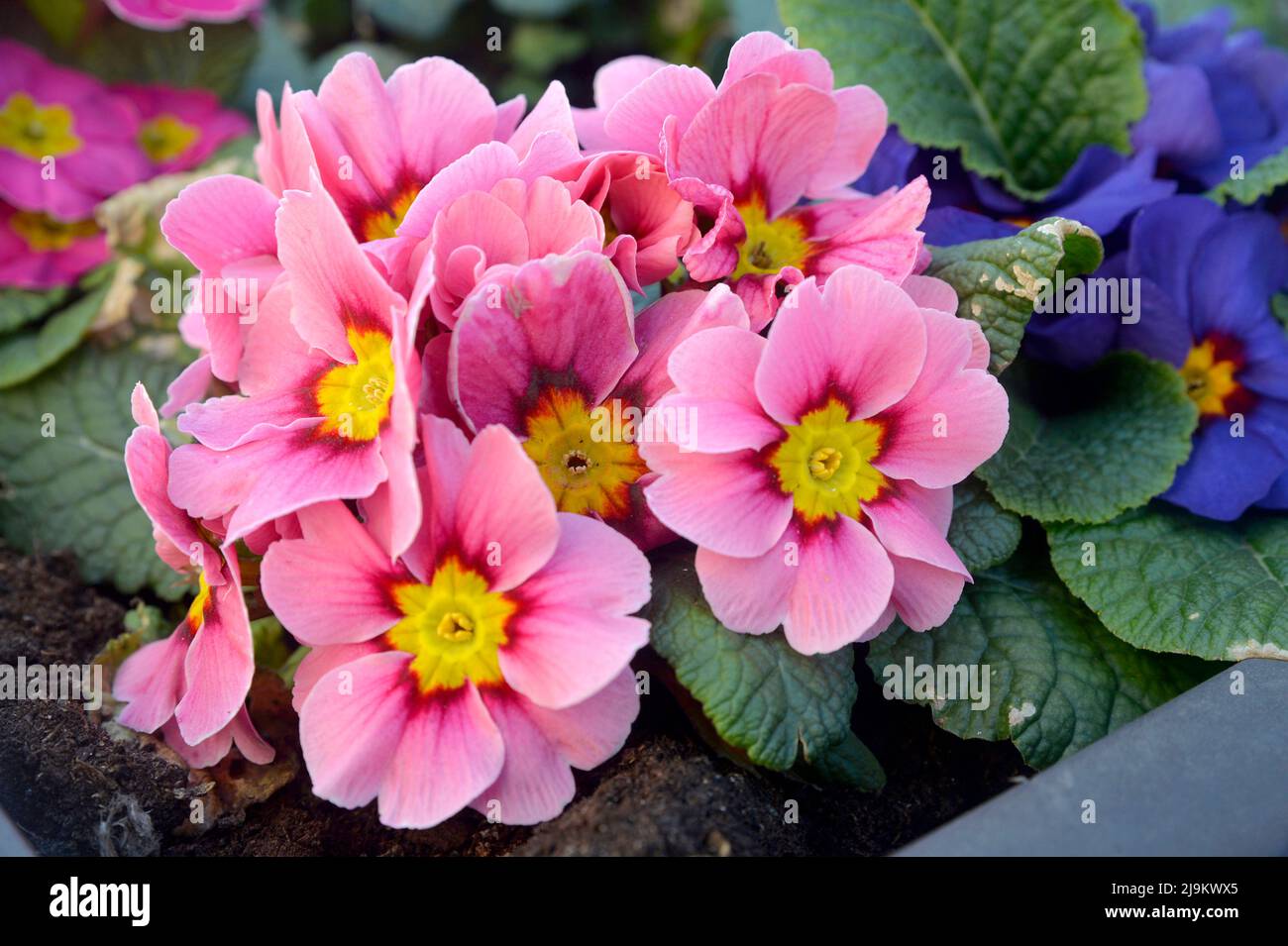 Tango dancers on the stage hi-res stock photography and images - Alamy