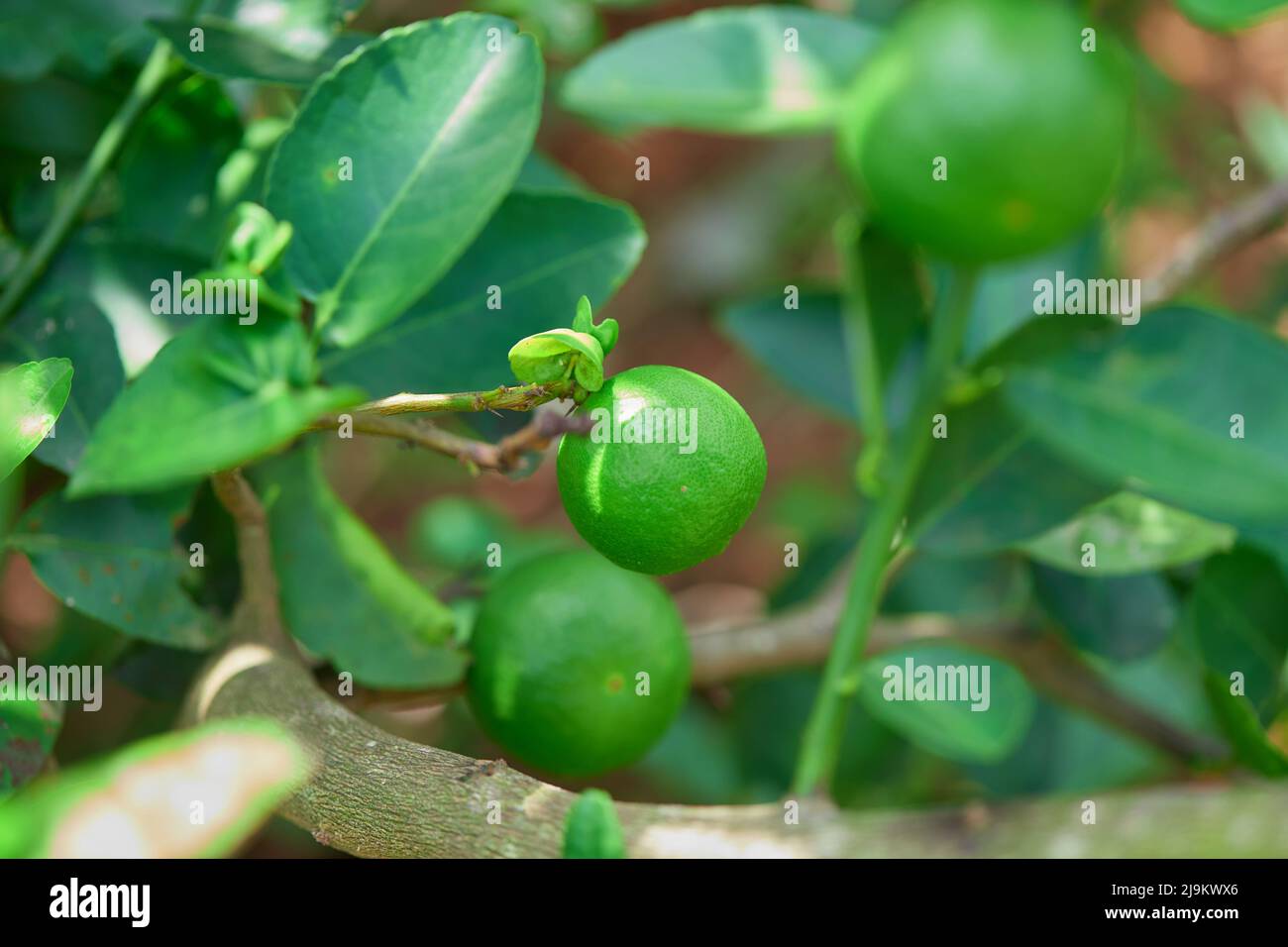 Fresh lime hanging in the plantation Stock Photo - Alamy