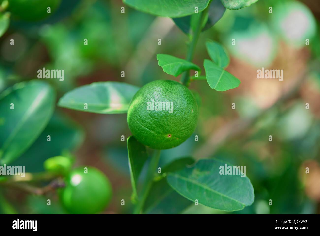 Fresh lime hanging in the plantation Stock Photo - Alamy