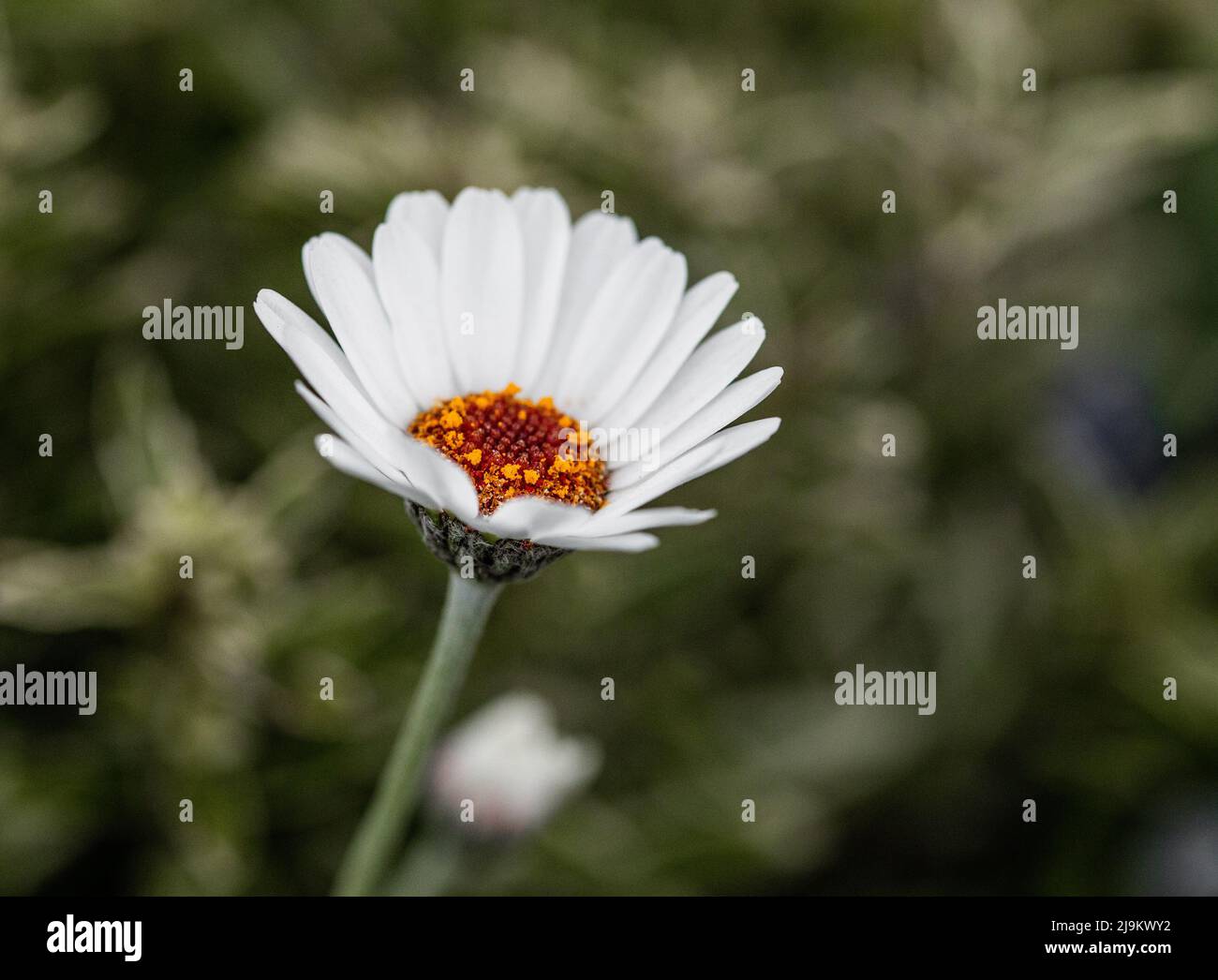 Rhodanthemum hi-res stock photography and images - Alamy