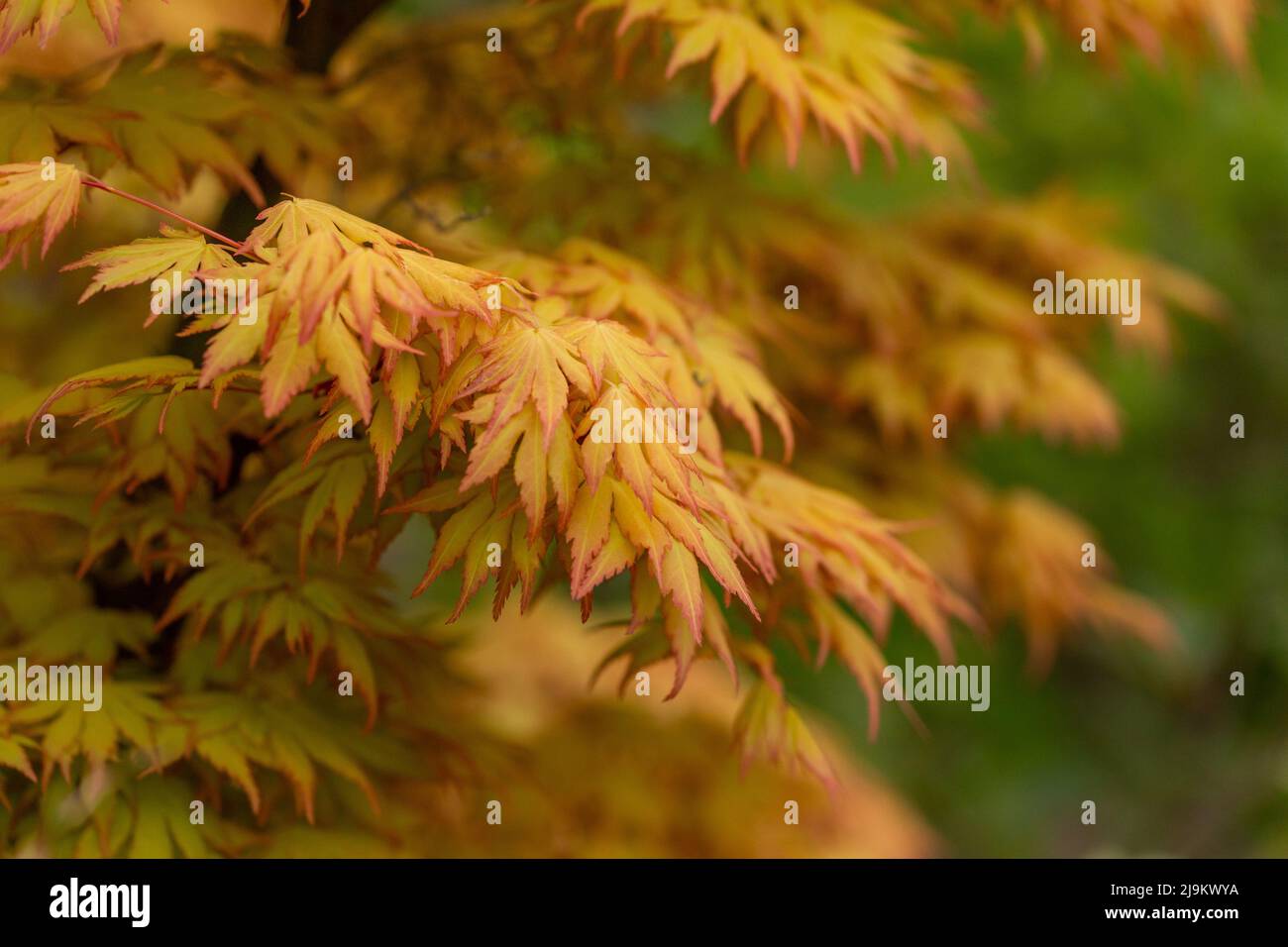 Acer Palmatum 'Orange Dream' Stock Photo - Alamy