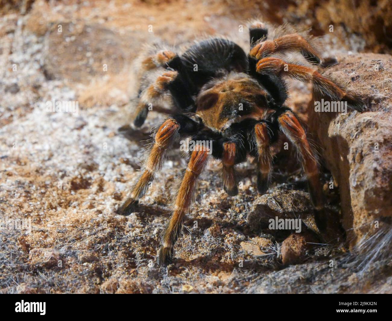 Terrestrial Tarantula