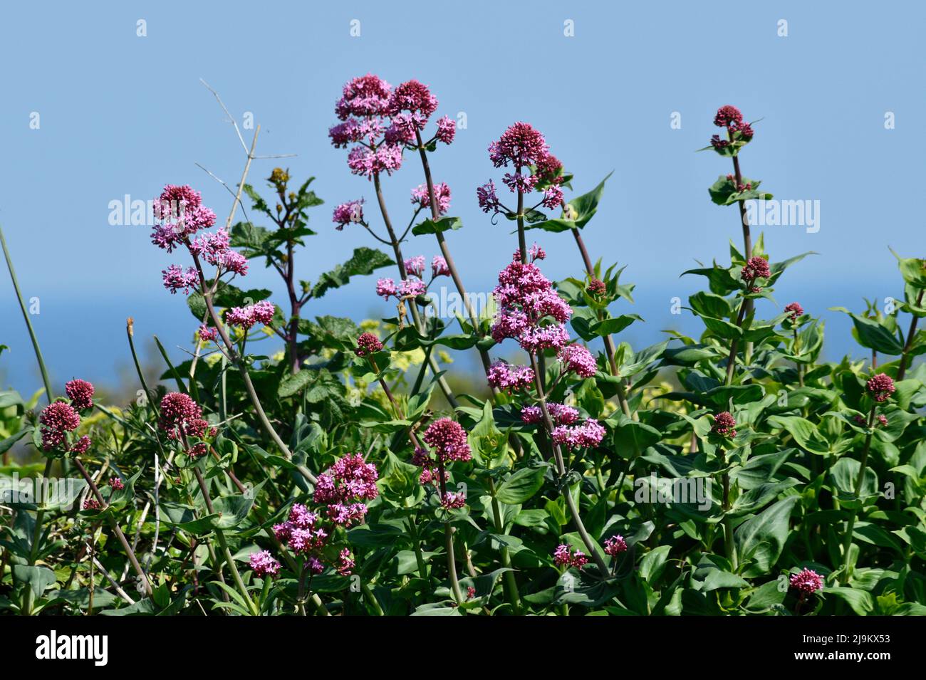 Red Valeriana Flowers (Valeriana officinalis) growing on a coastal path ...