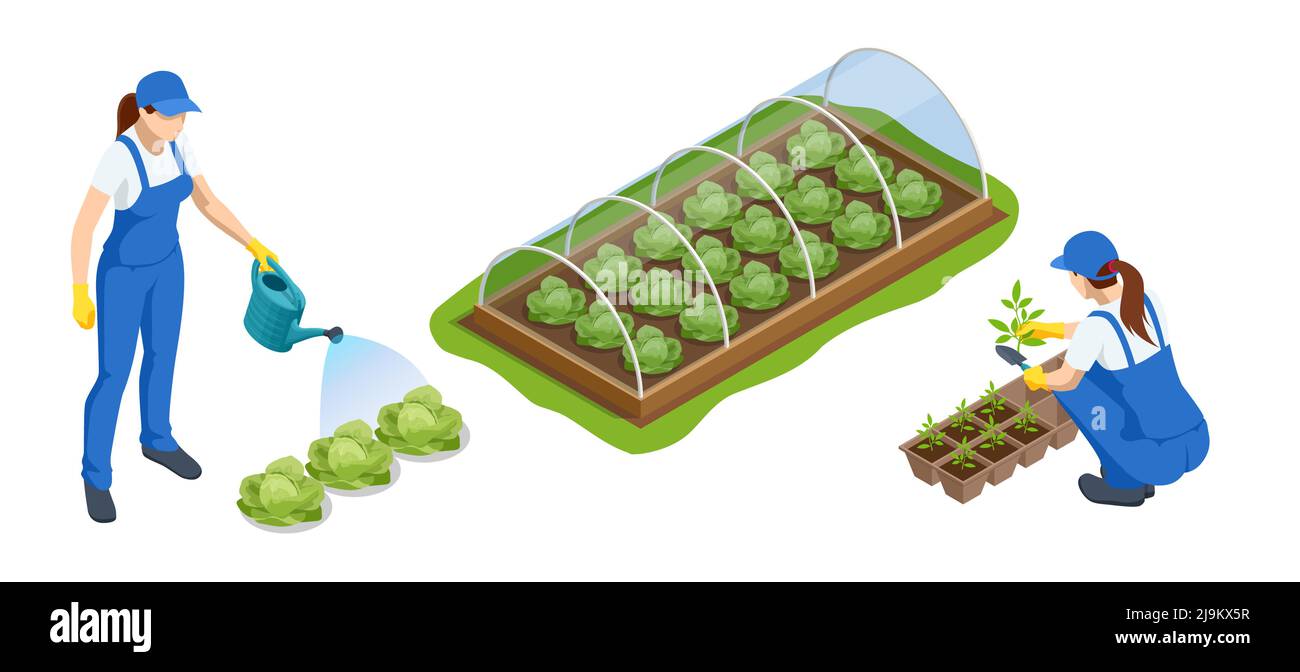 Isometric Greenhouse Isolated On White Growing Seedlings In Glasshouse Plants Crop In