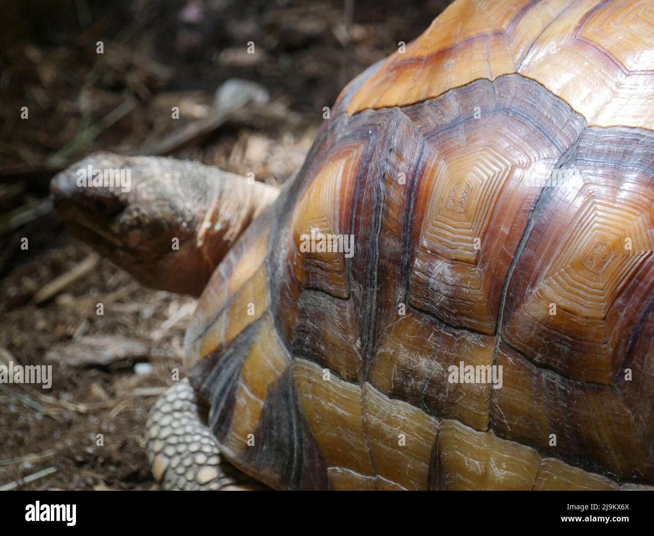 Ploughshare Tortoise : The angonoka tortoise (Astrochelys yniphora). It ...