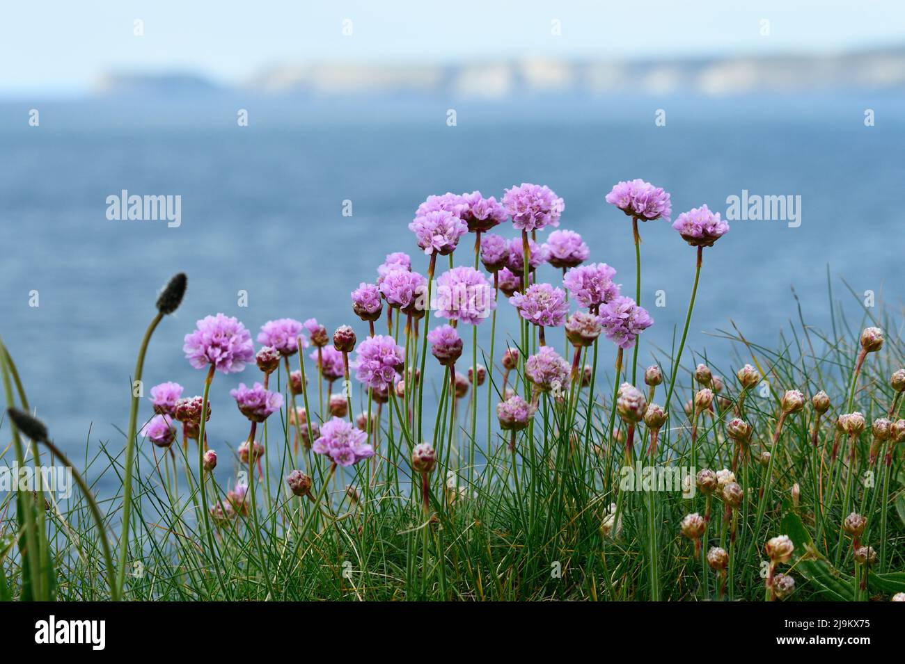Sea Thrift (Armeria maritima) Flowers Coastal Path Port Issac Cornwall ...