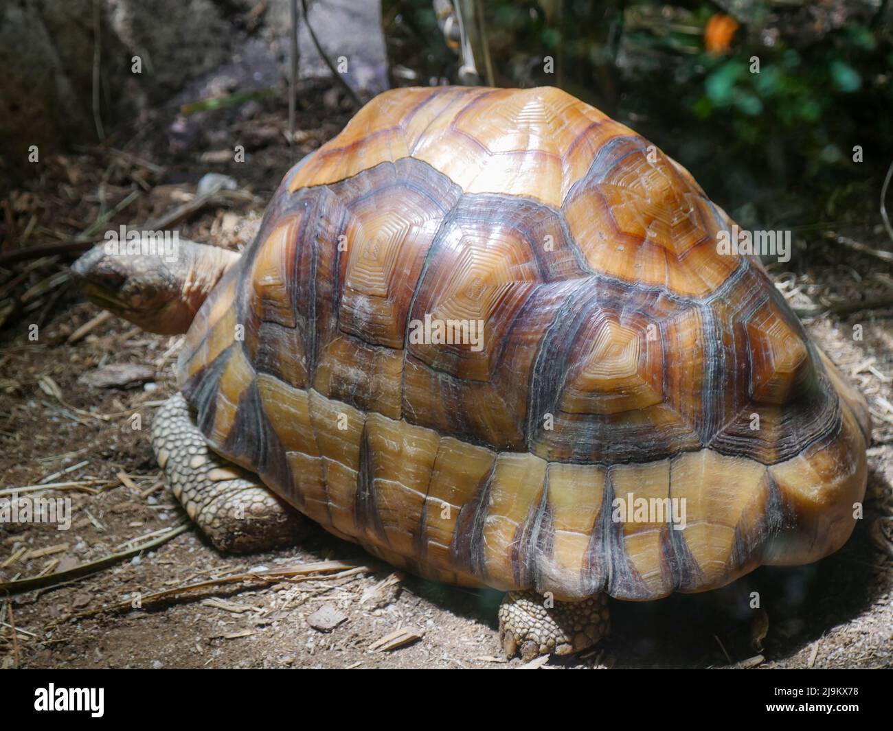 Ploughshare Tortoise : The angonoka tortoise (Astrochelys yniphora). It ...