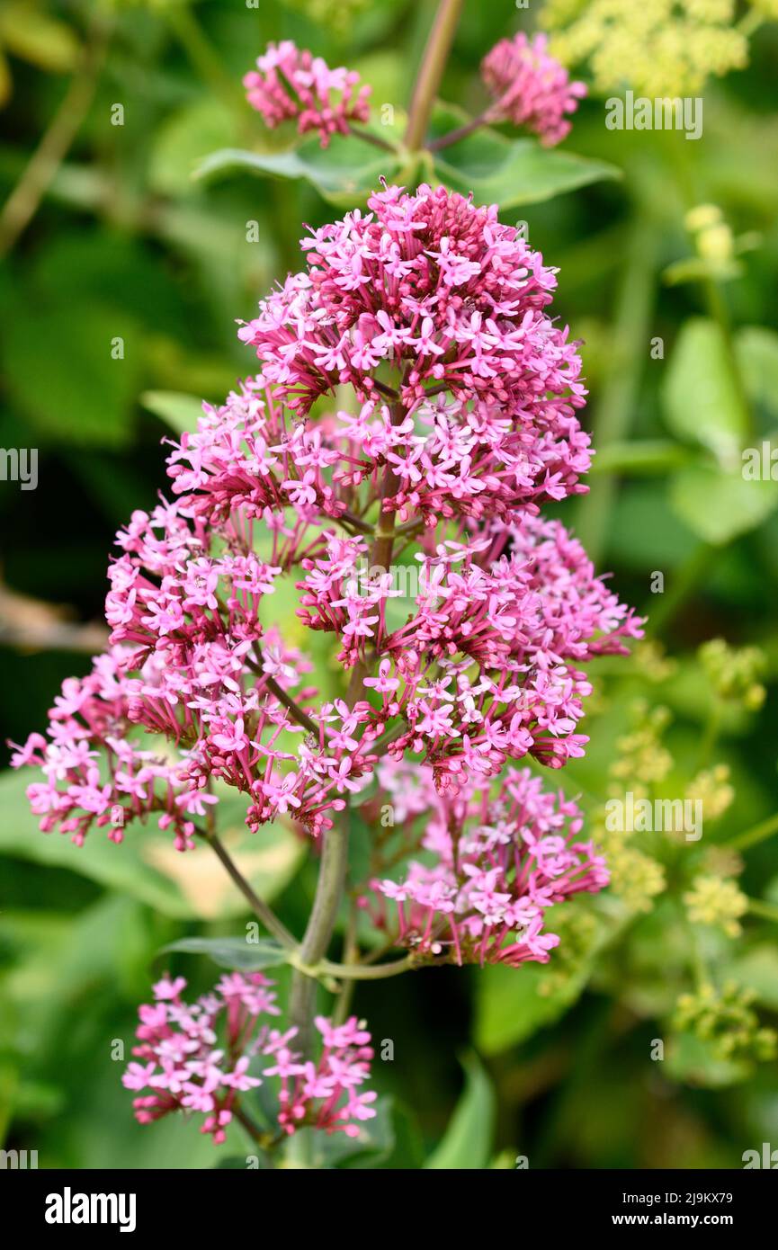 Red Valeriana Flowers (Valeriana officinalis) growing on a coastal path ...