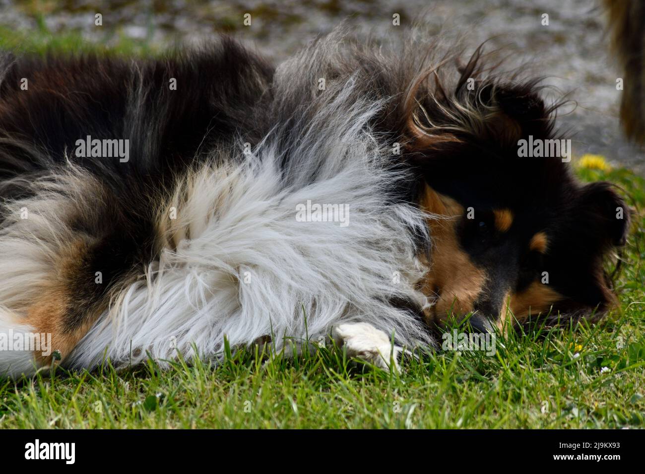 Rough Collie (Lassie) laying in garden having fun Port Issac Cornwall ...