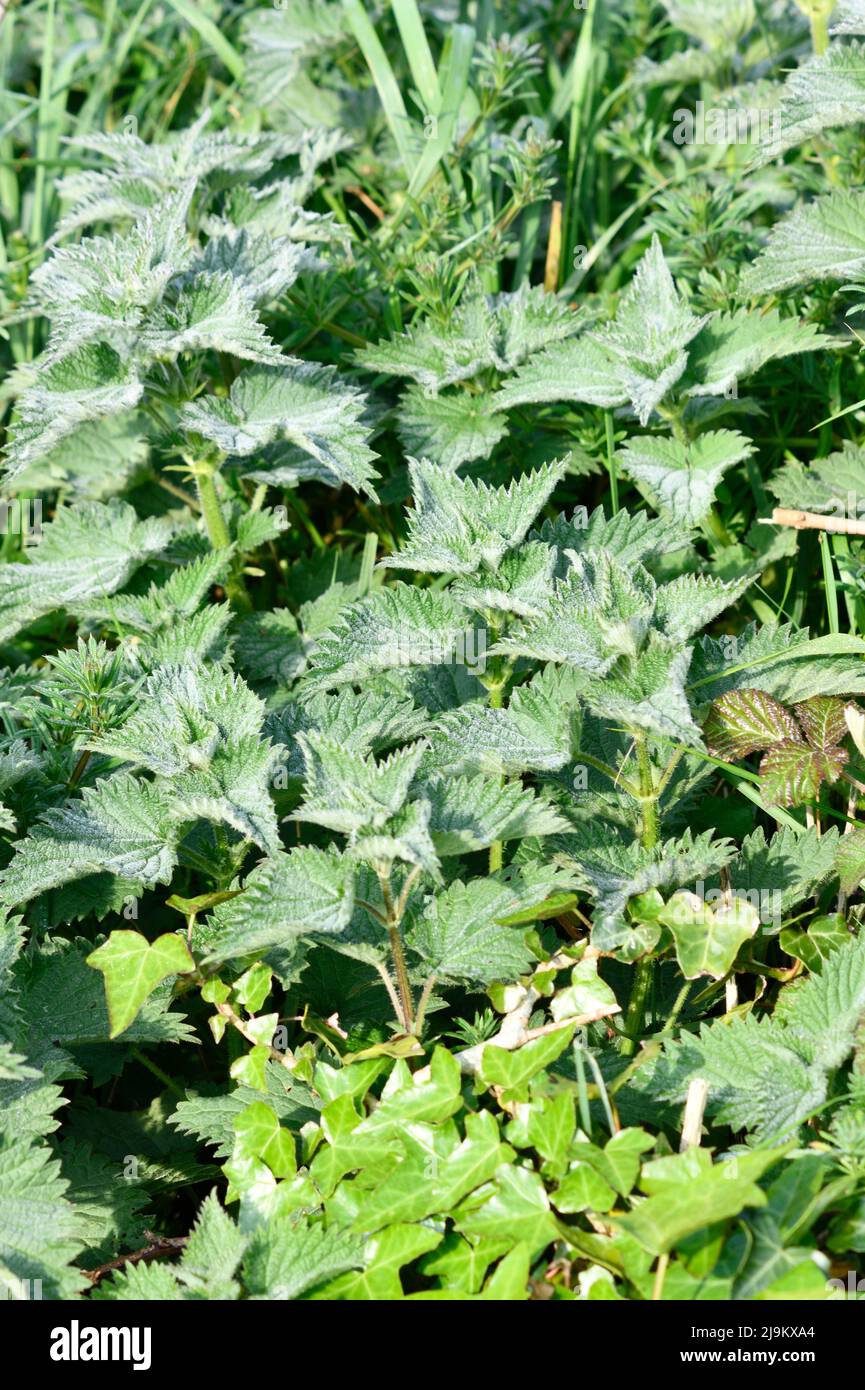 English roadside weeds hi-res stock photography and images - Alamy