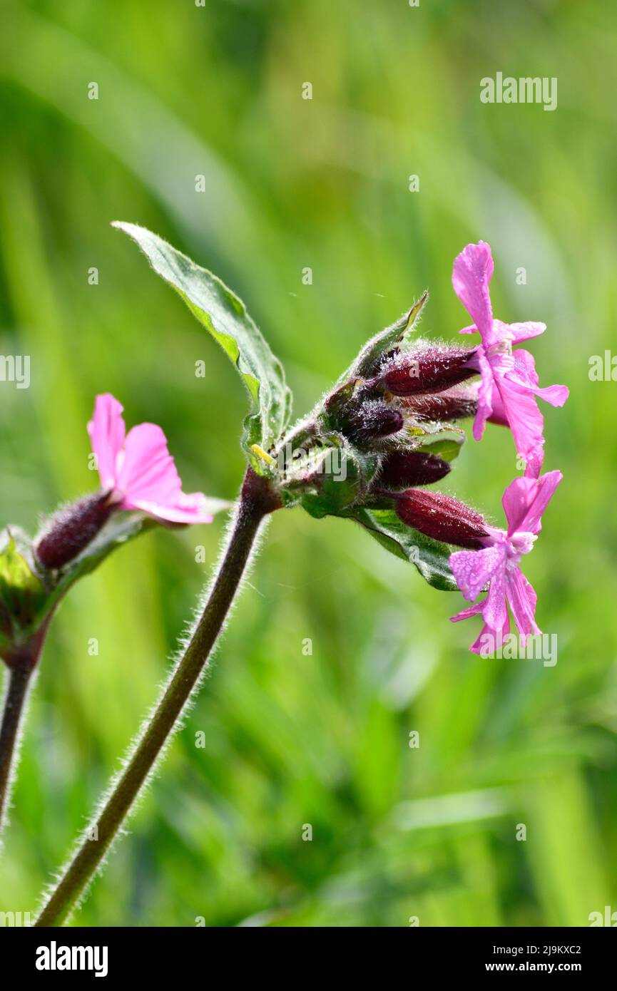 Red Campion (Silene dioica) wild Flowers in Meadow Port Issac Cornwall ...