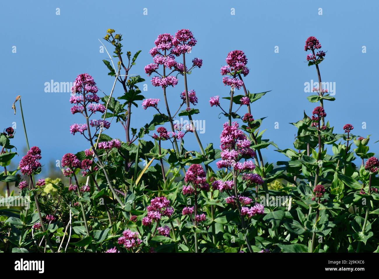 Red Valeriana Flowers (Valeriana officinalis) growing on a coastal path ...