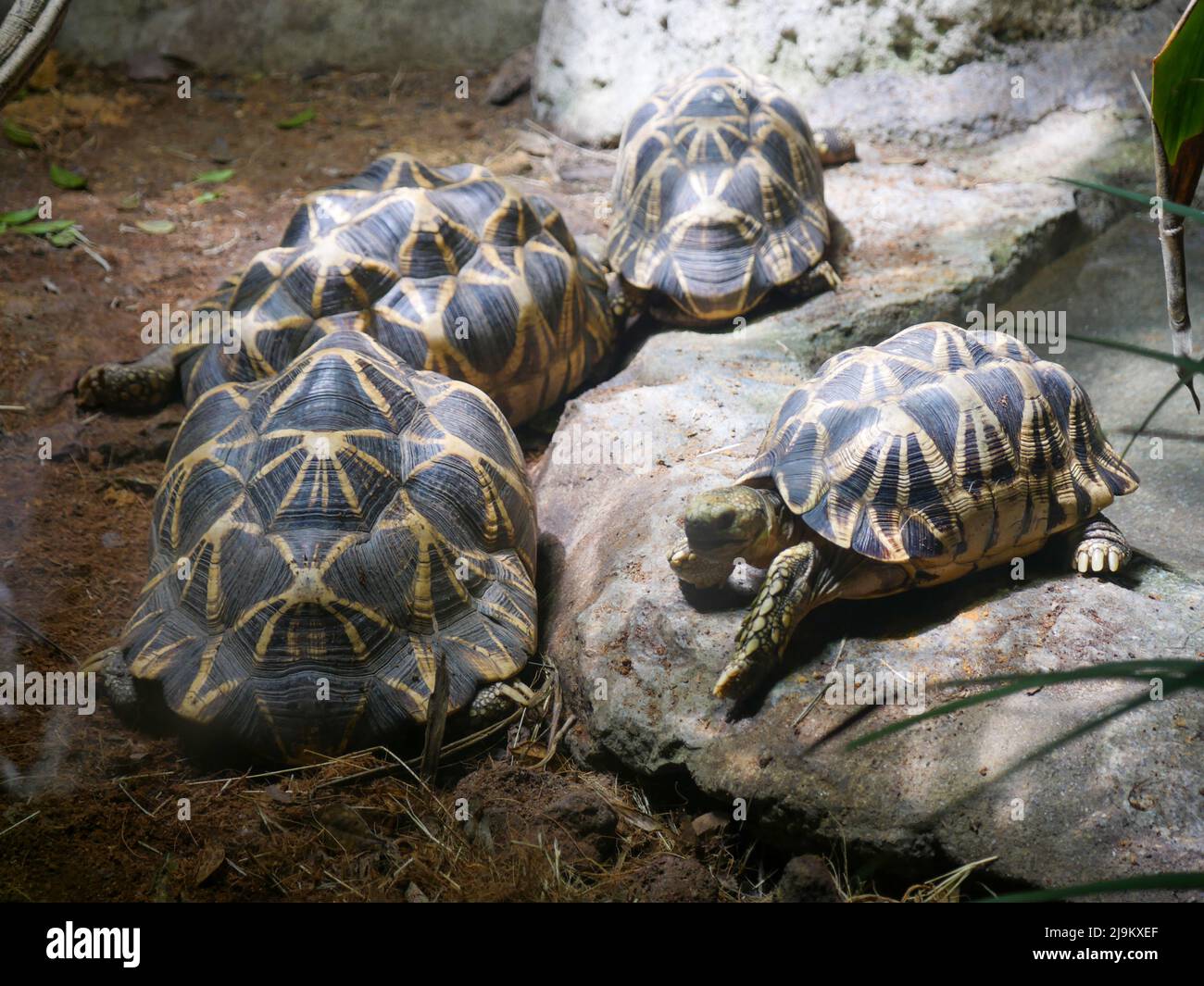 Burmese star tortoise (Geochelone platynota) is a critically endangered ...