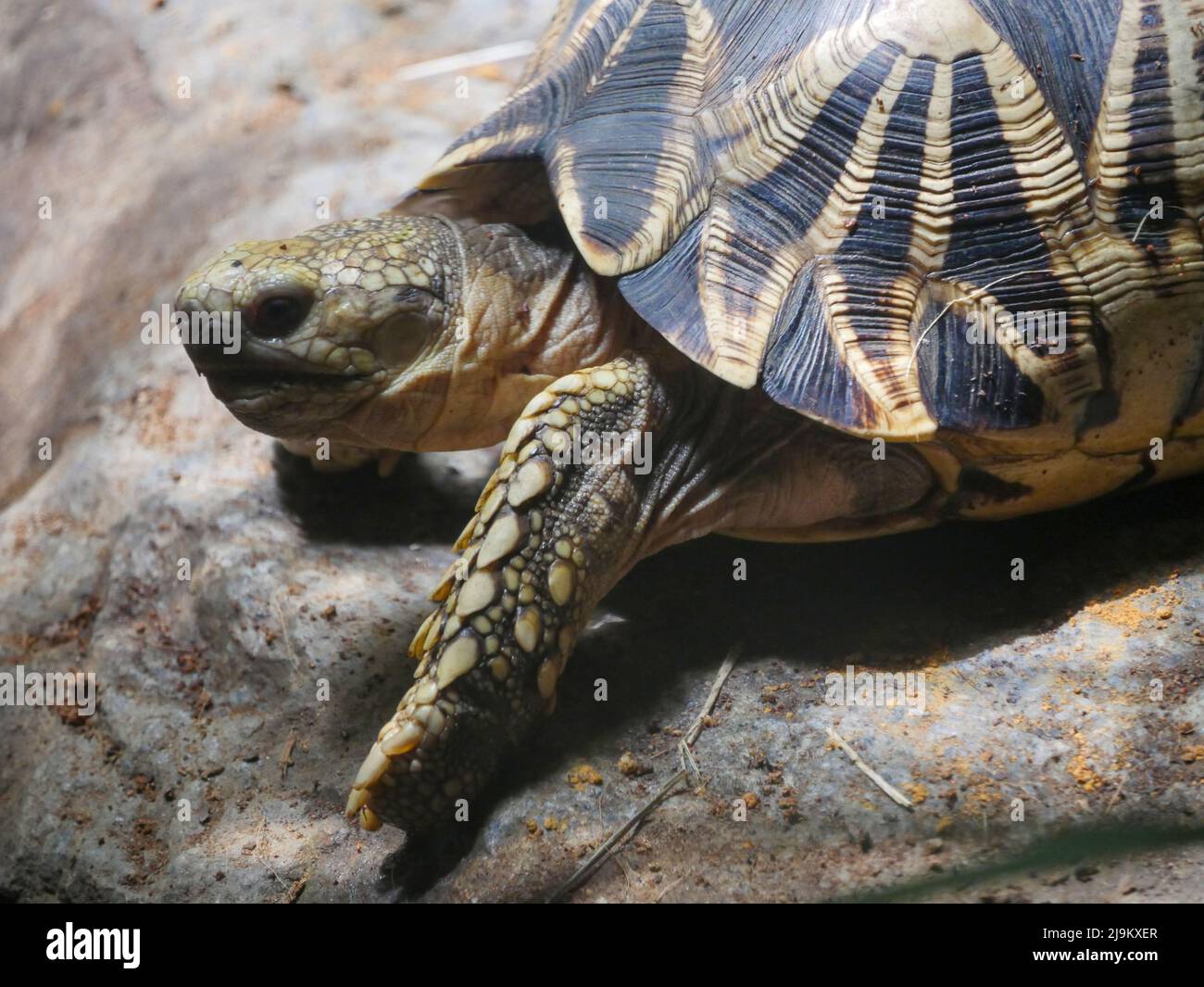 Burmese Star Tortoise