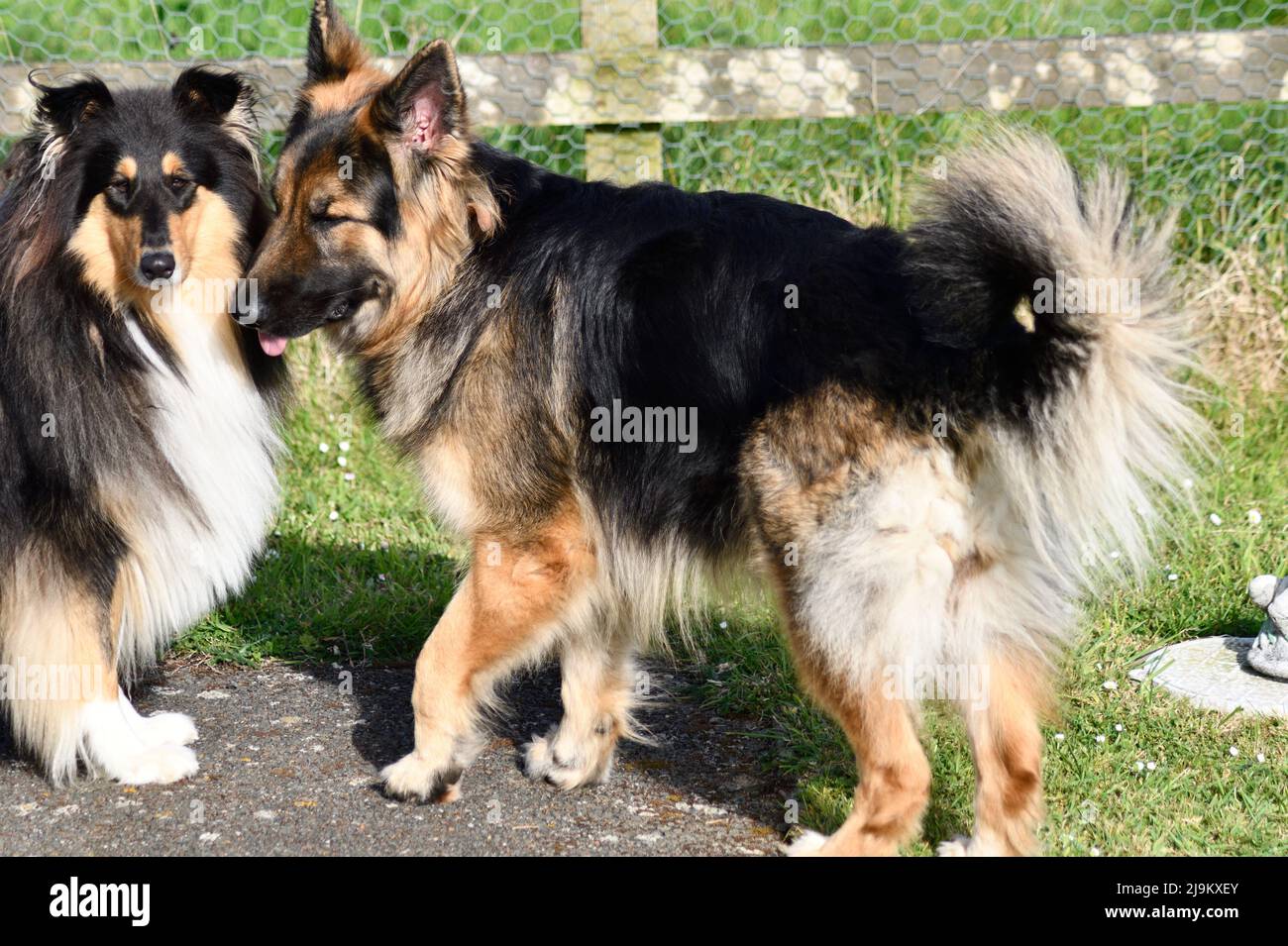 German Shepherd and Rough Collie playing in Garden Port Issac Cornwall ...