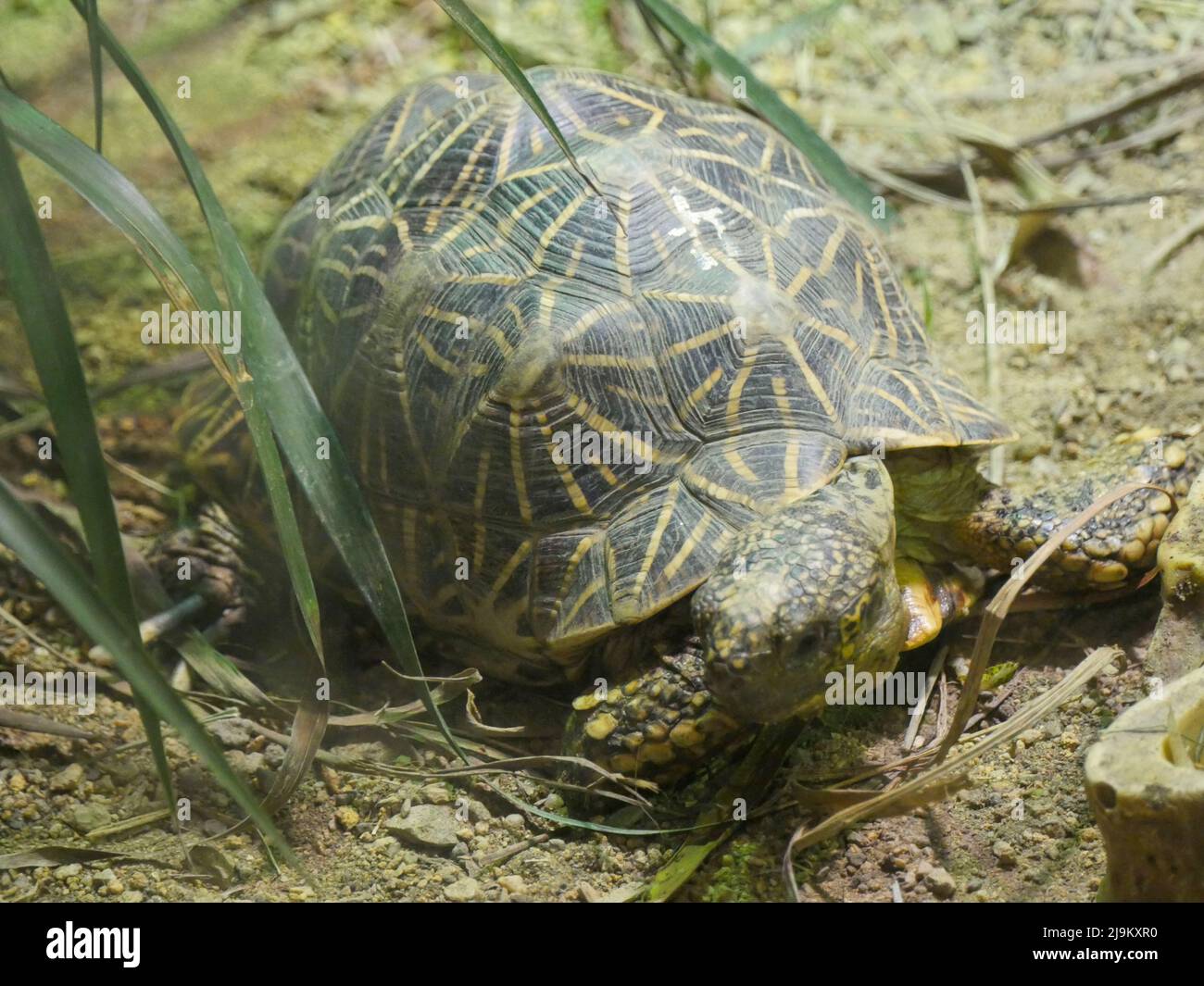 Indian star tortoise (Geochelone elegans) is a threatened tortoise ...