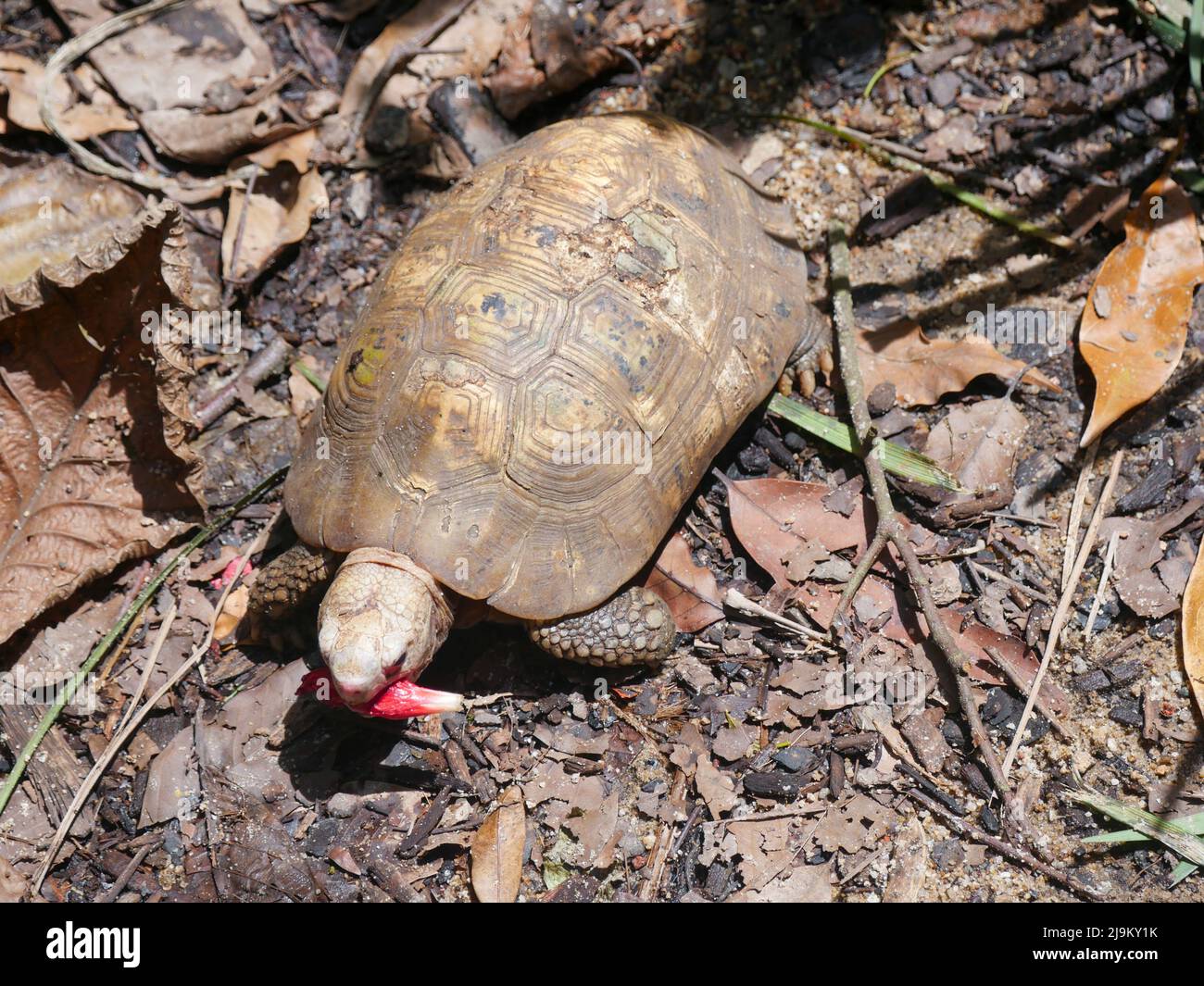 Old Tortoises has rupture shell, crawling on ground Stock Photo - Alamy