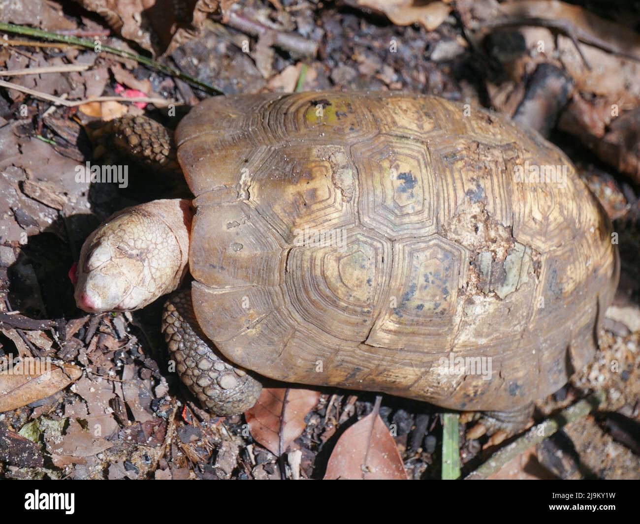 Old Tortoises has rupture shell, crawling on ground Stock Photo - Alamy