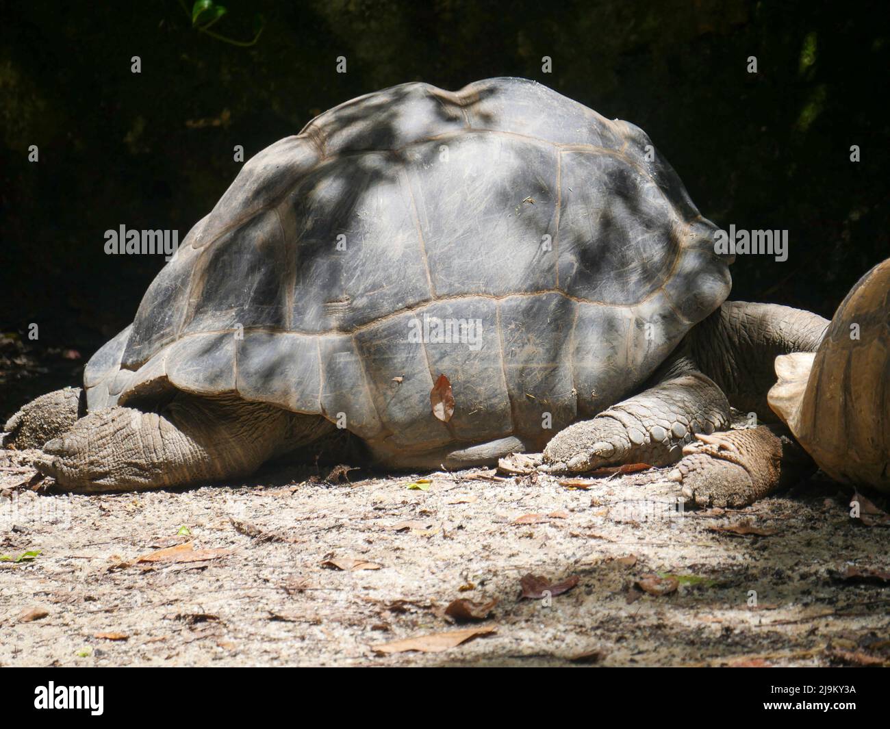 Giant tortoises are any of several species of various large land ...